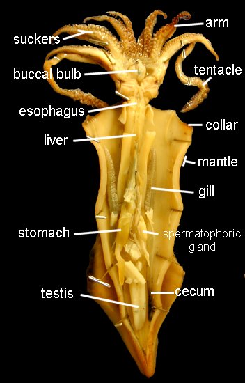 Male Squid Anatomy